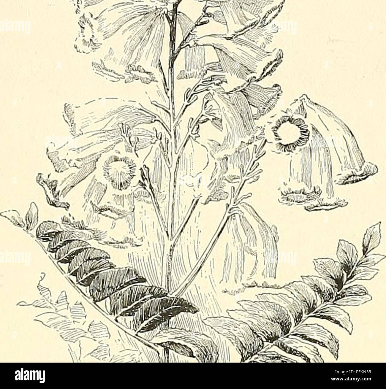 Tecoma seeds hi-res stock photography and images - Alamy