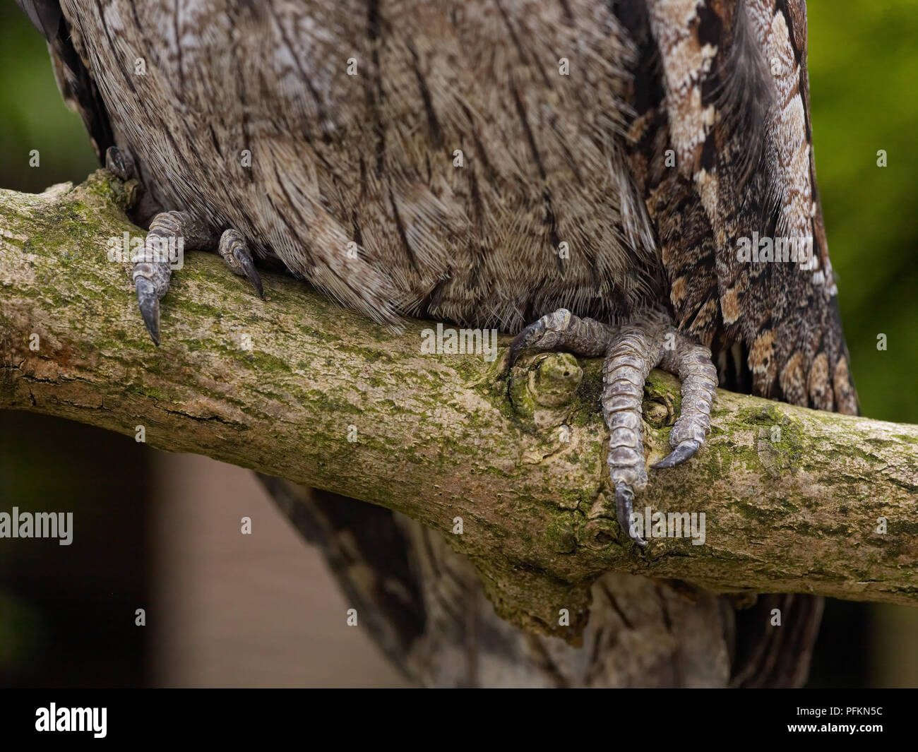 Tawny Frogmouth (Podargus strigoides), feet on branch showing talons ...