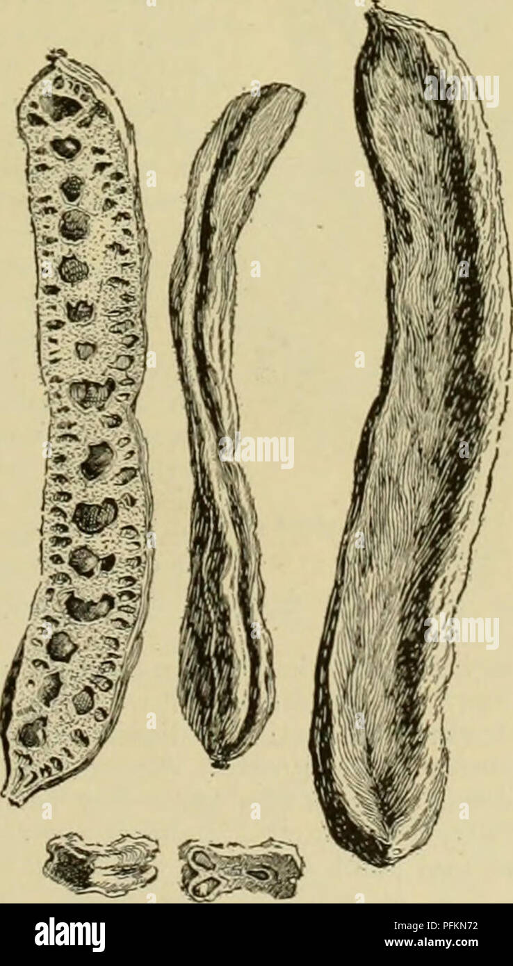 . Cyclopedia of farm crops. Farm produce; Agriculture. Fig. 98. The ...