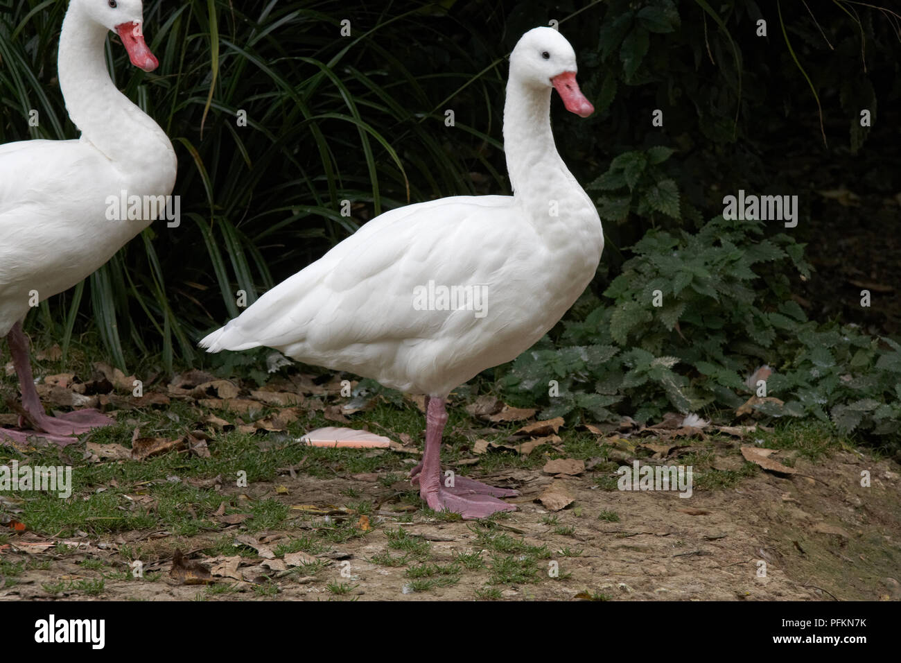 A pair of Coscoroba swans (Coscoroba coscoroba Stock Photo - Alamy
