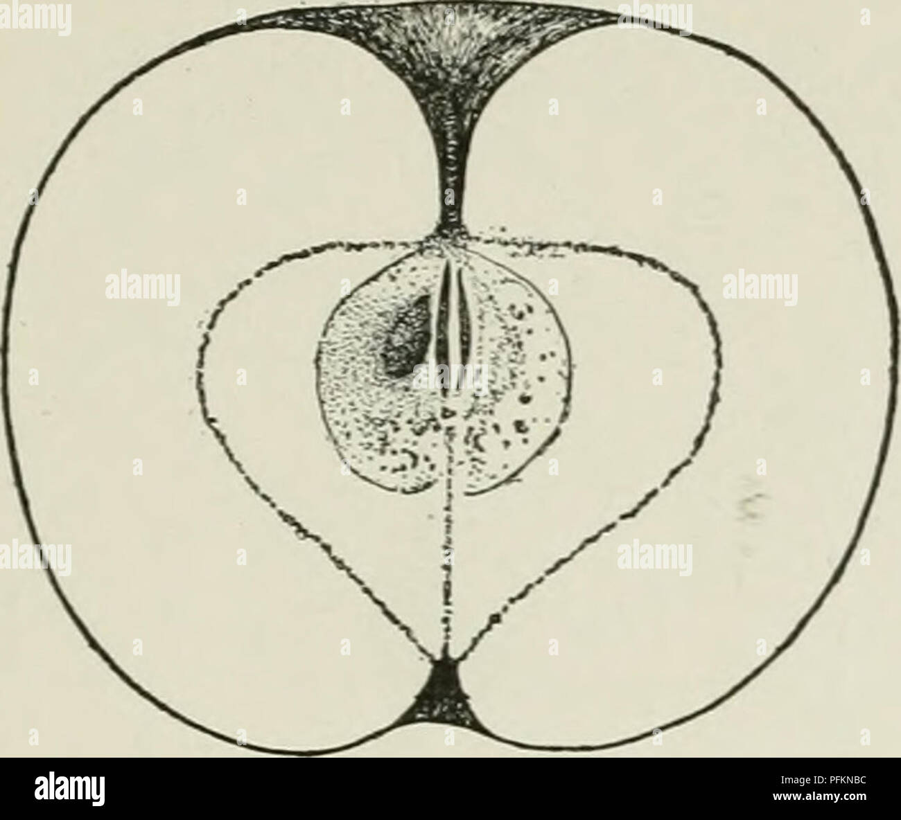Emphasizing different varieties hi-res stock photography and images - Alamy