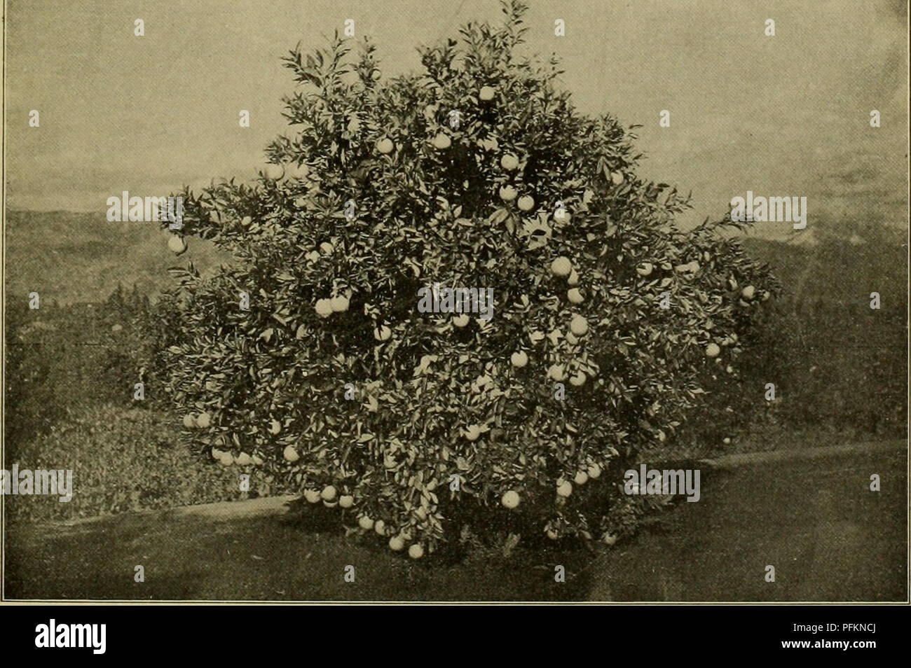 . Cyclopedia of farm crops. Farm produce; Agriculture. Crab-apple in ...