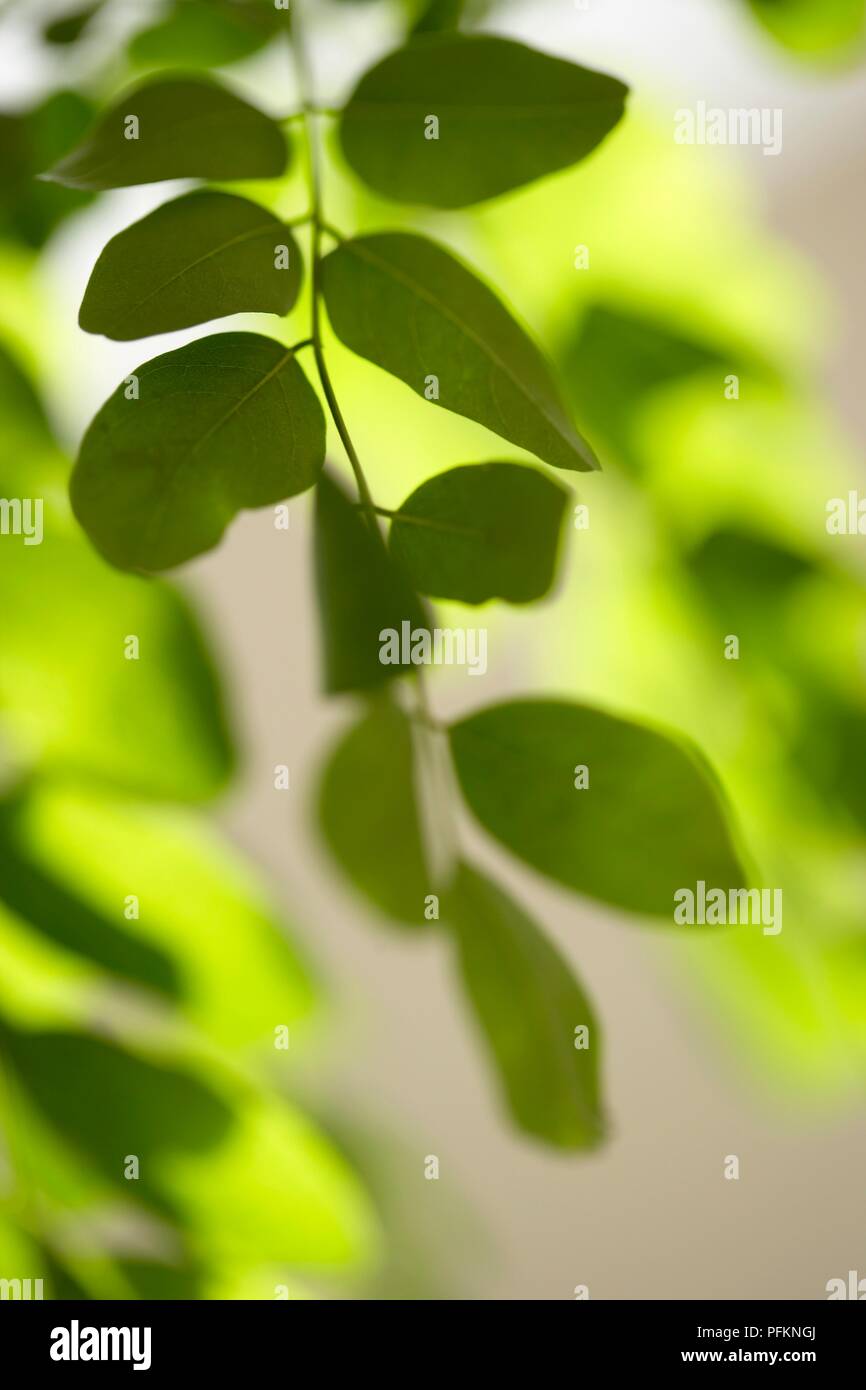 Leaves in focus hi-res stock photography and images - Alamy