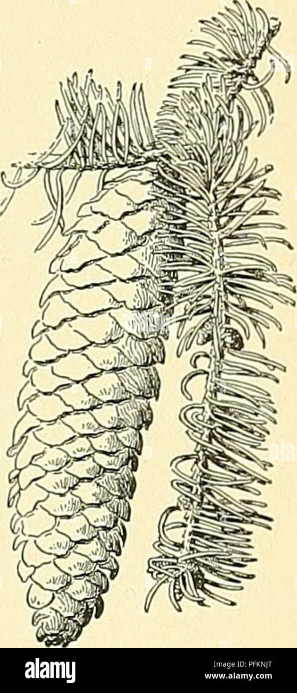 This cyclopedia provides valuable information for cultivating ...