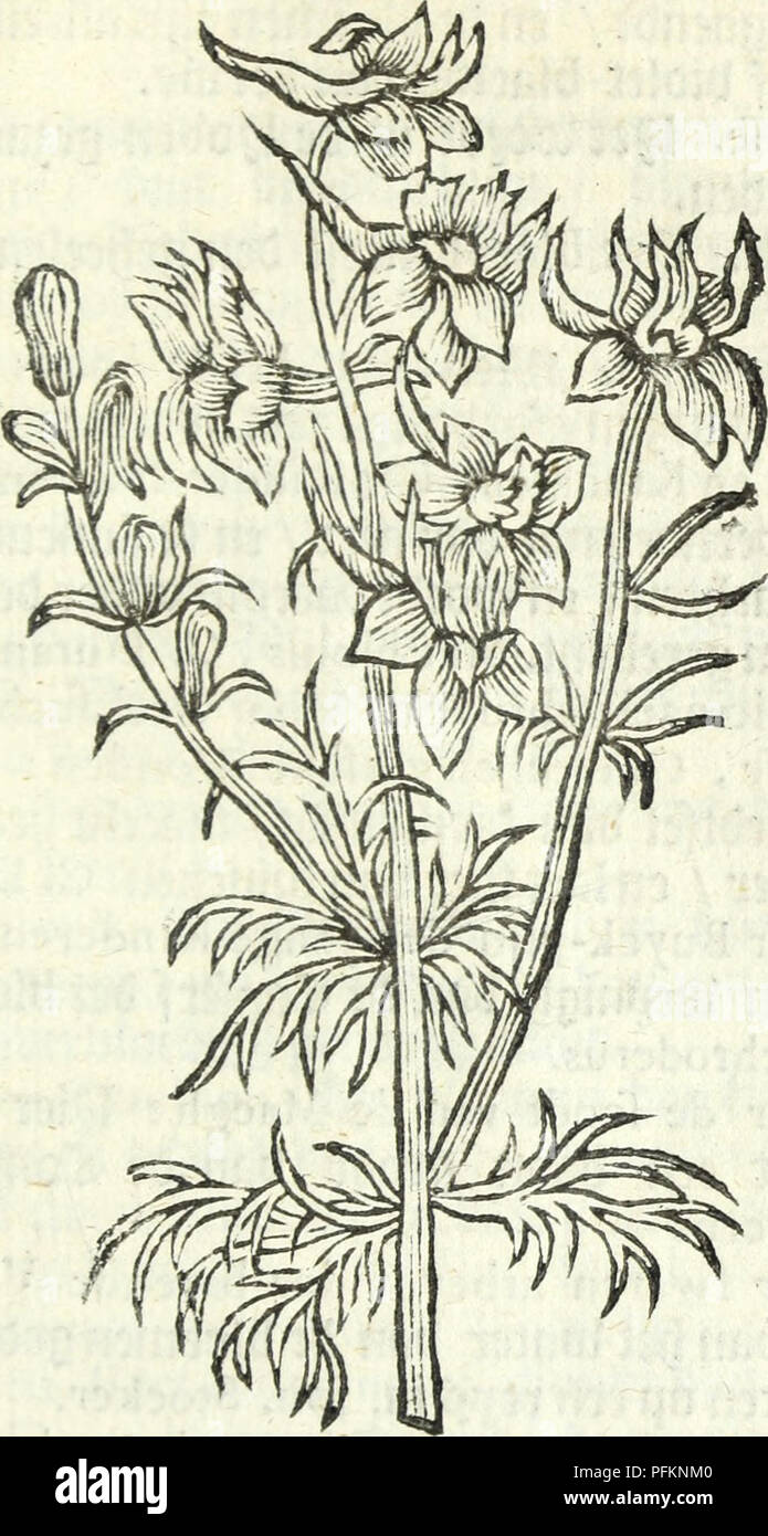 This 17th-century herbal provides detailed descriptions of plants found ...