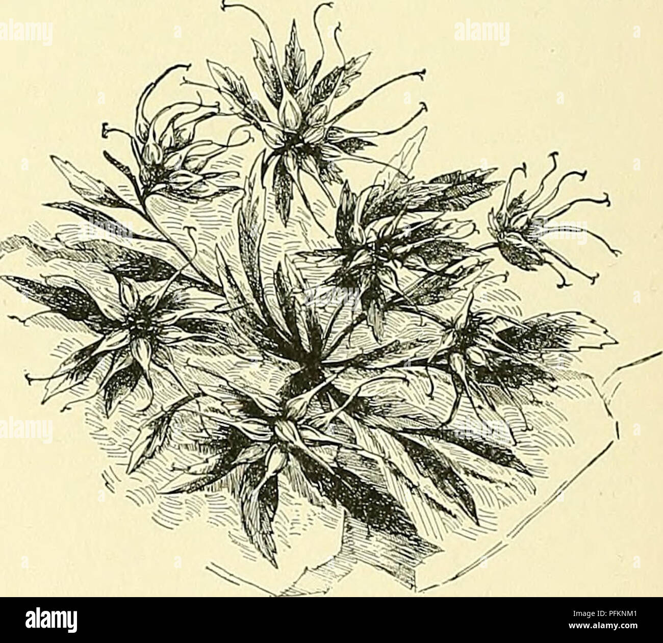 Physocarpus opu hi-res stock photography and images - Alamy