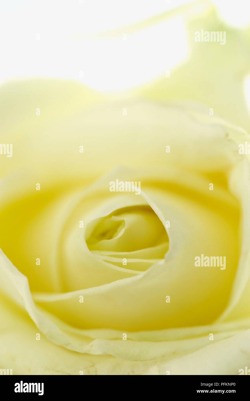 Pastel yellow rose hi-res stock photography and images - Alamy