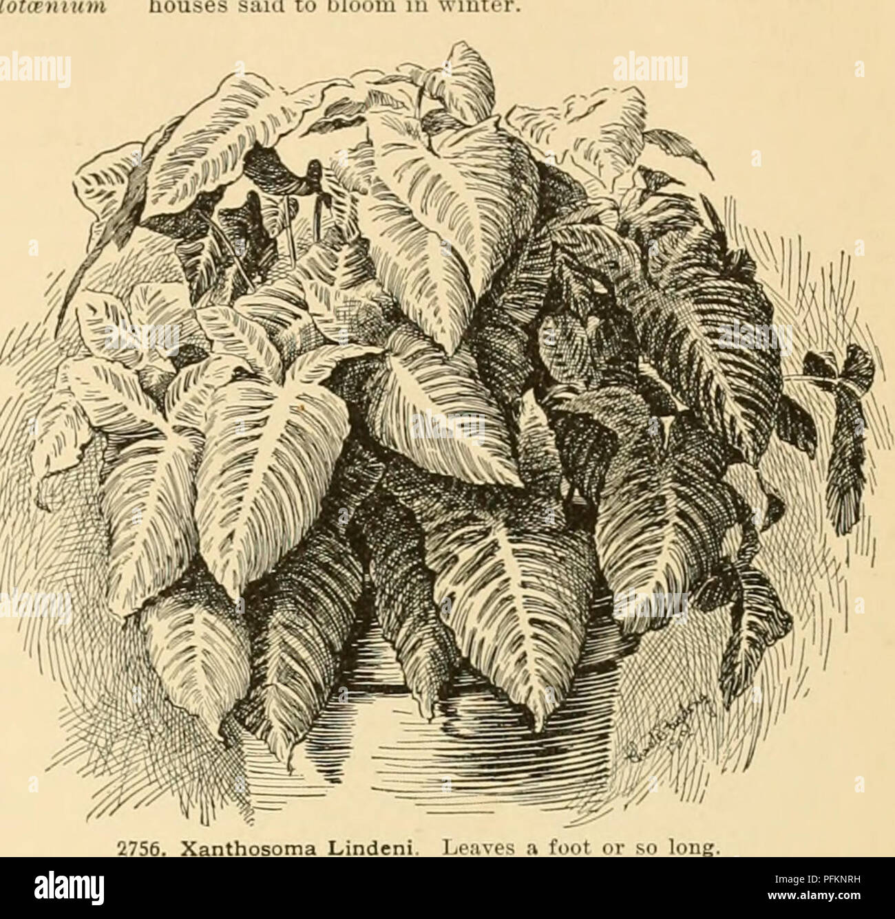 Xanthosoma species hi-res stock photography and images - Alamy