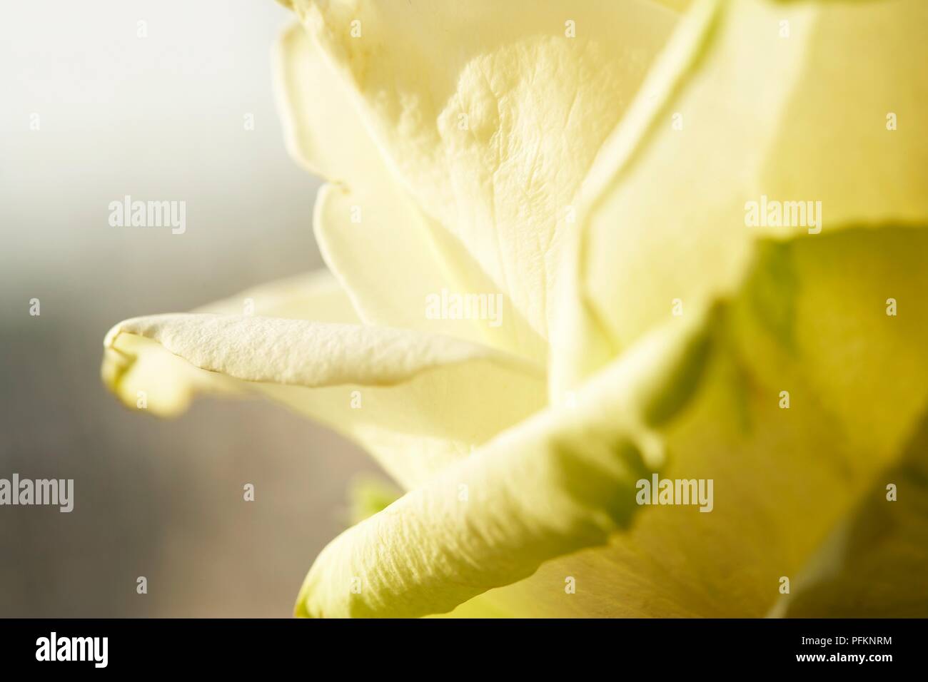 Pastel yellow rose hi-res stock photography and images - Alamy