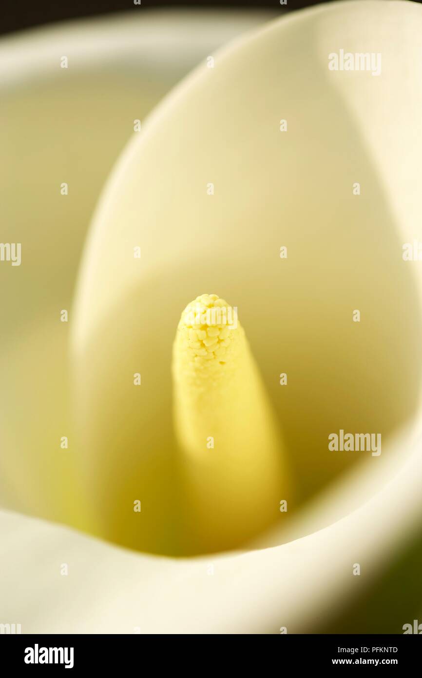 Calla lily zantedeschia sp hi-res stock photography and images - Alamy