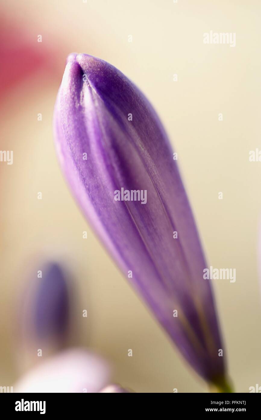 Agapanthus sp hi-res stock photography and images - Alamy