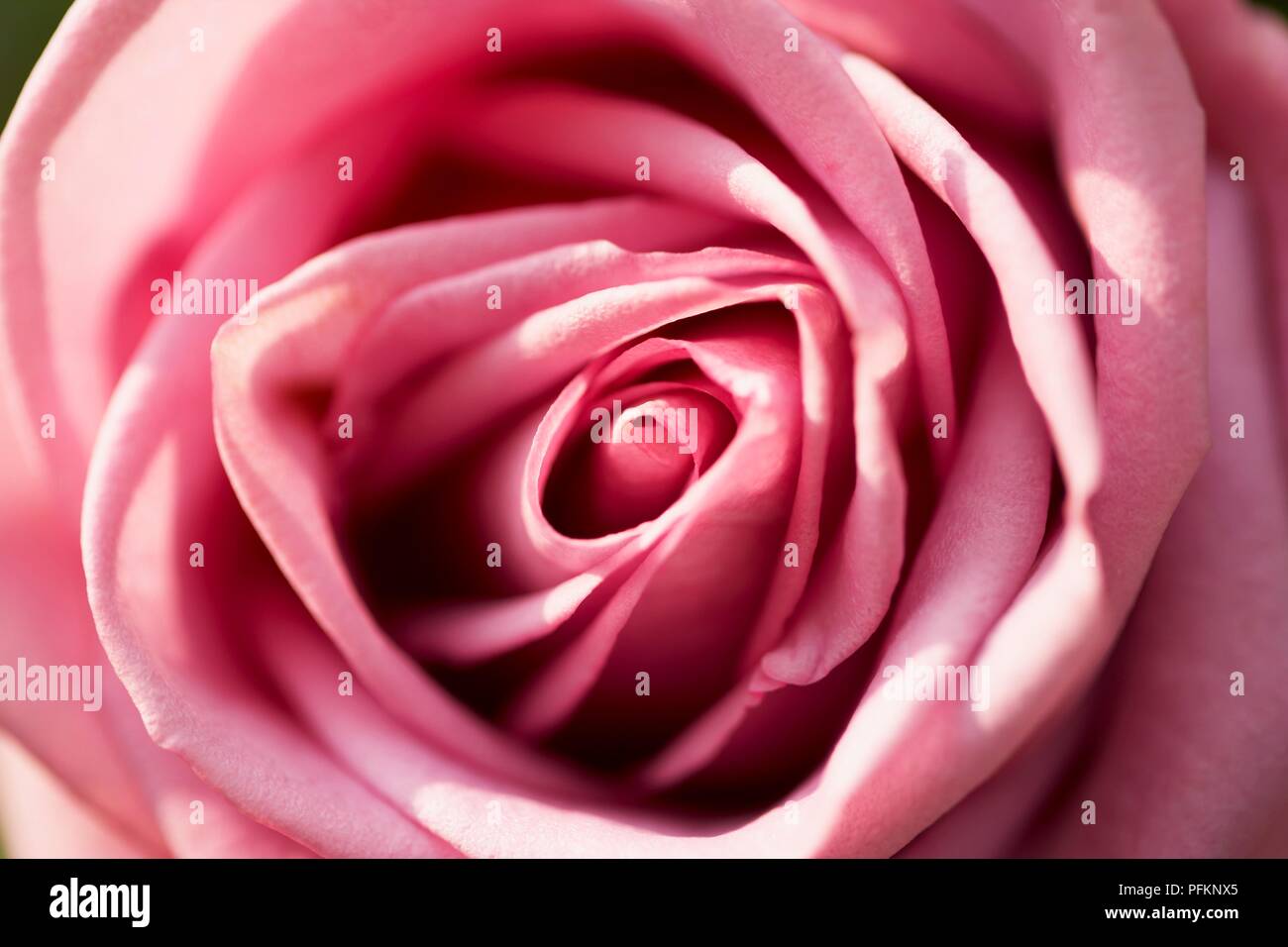 Furled head hi-res stock photography and images - Alamy