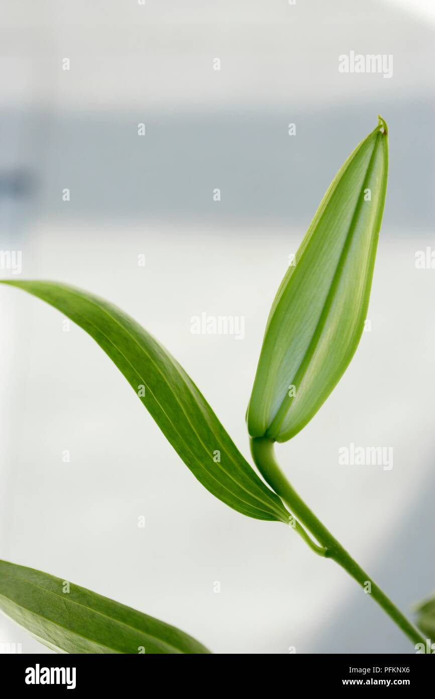Lilum sp. (Lily) stem with bud and leaf Stock Photo - Alamy