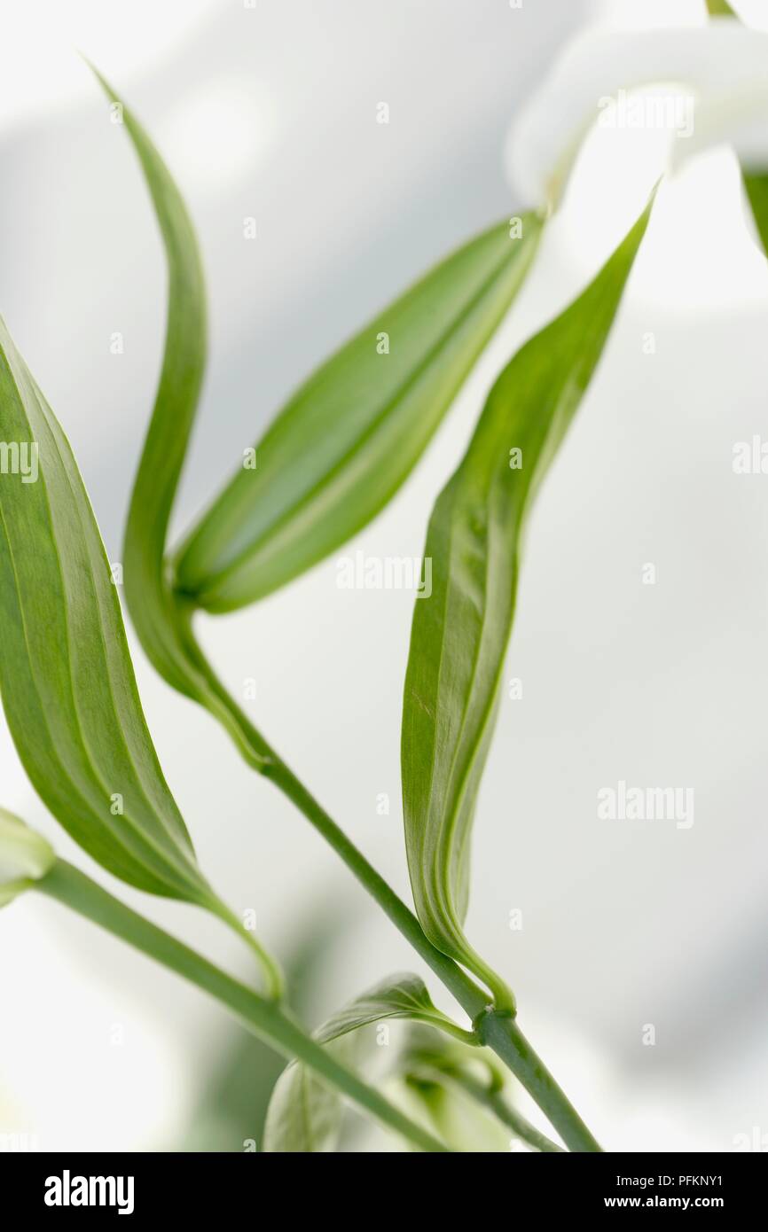 Lilium lilium sp hi-res stock photography and images - Alamy