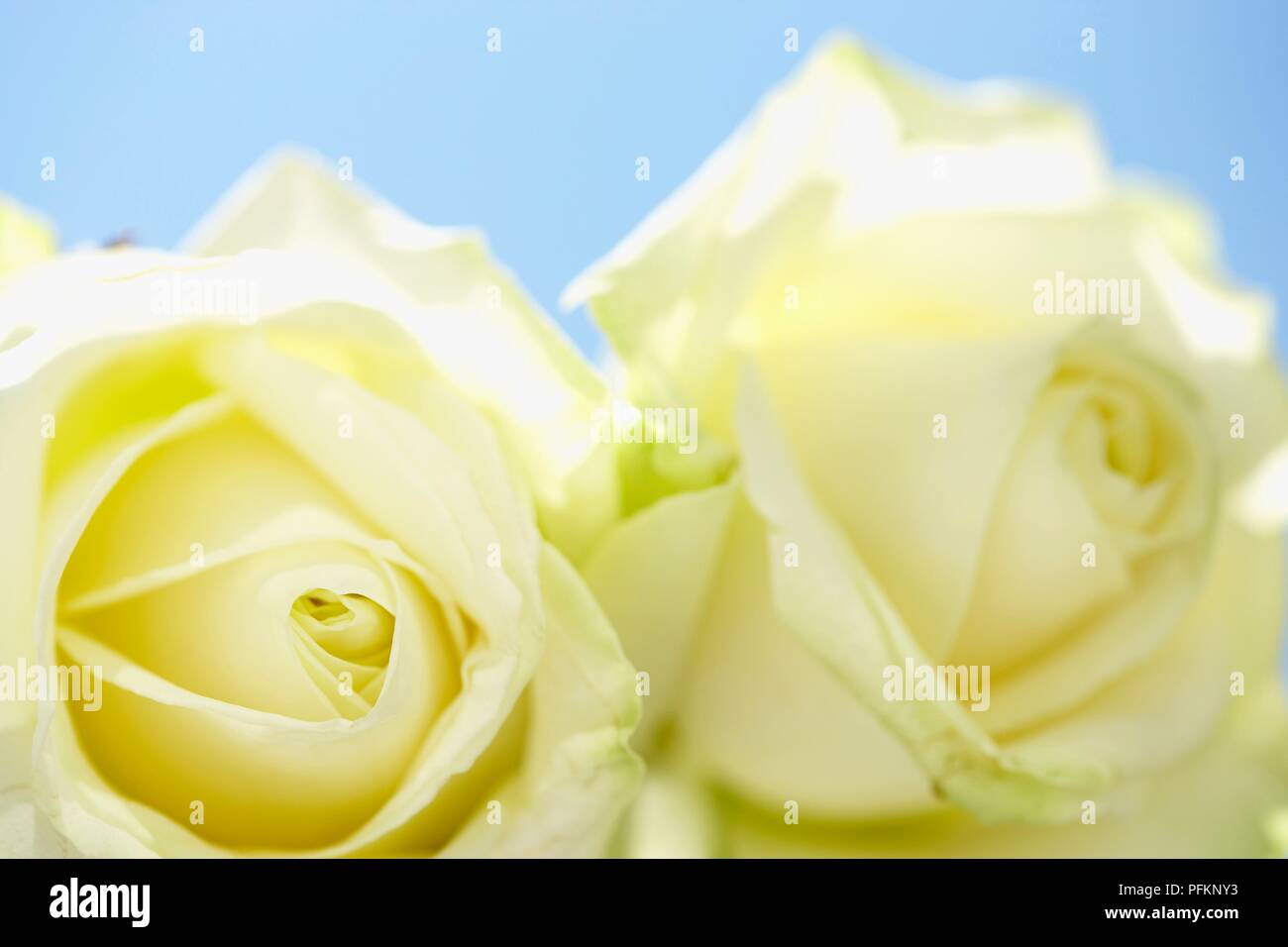 Two flower head hi-res stock photography and images - Alamy