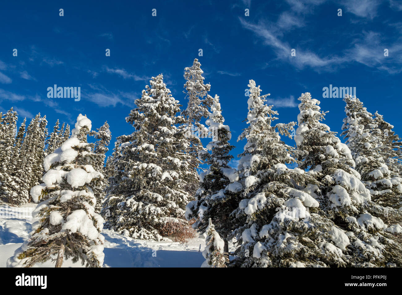 Snow covered trees in the forest in Banff National Park, Alberta ...