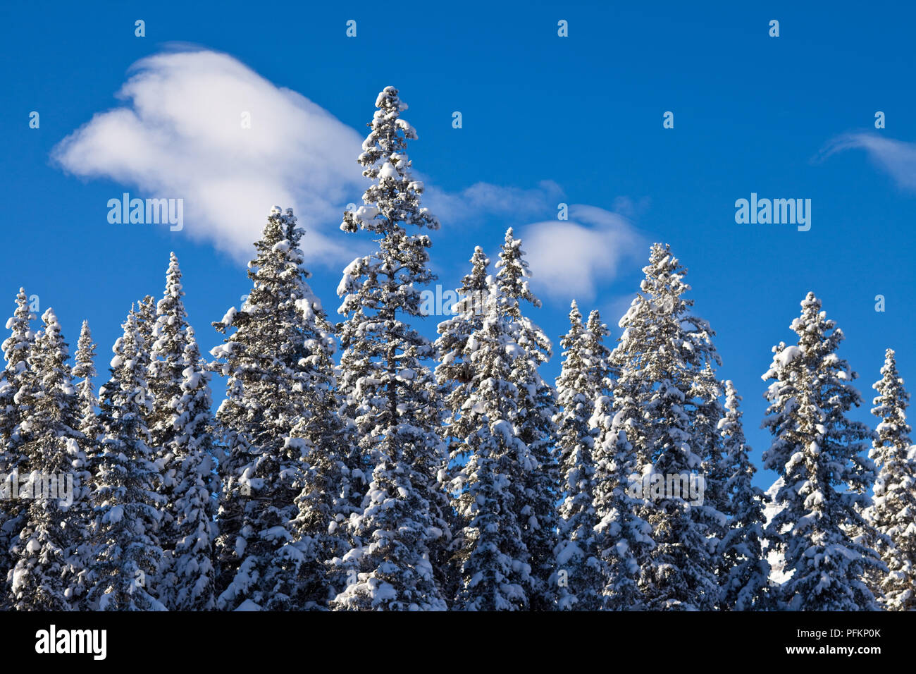 Snow covered trees in the forest in Banff National Park, Alberta ...