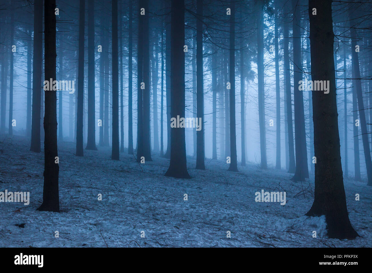 A wintery forest with snow and fog, Czechia, Europe Stock Photo - Alamy