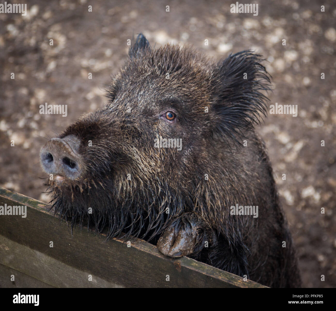 A captive wild boar leaning on a fence, Czechia, Europe Stock Photo - Alamy