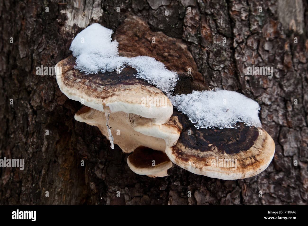 Snow white fungus growing hi-res stock photography and images - Alamy