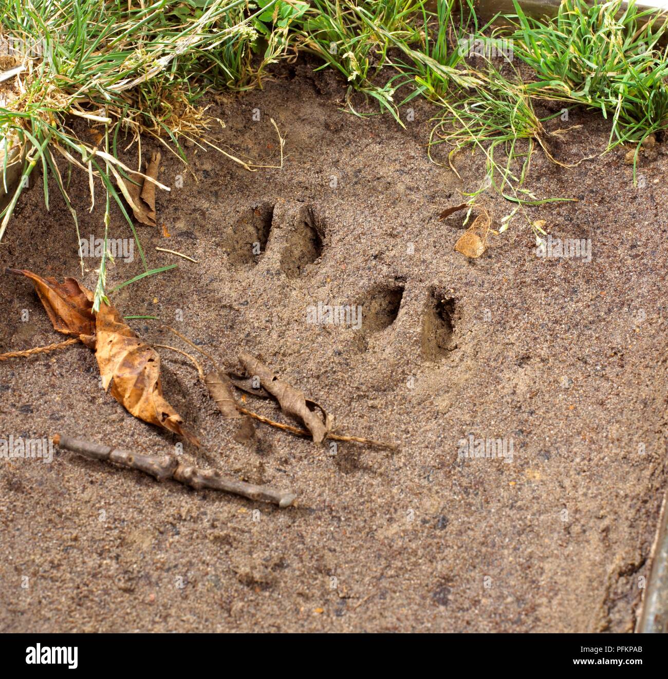 Animal foot prints in mud Stock Photo - Alamy