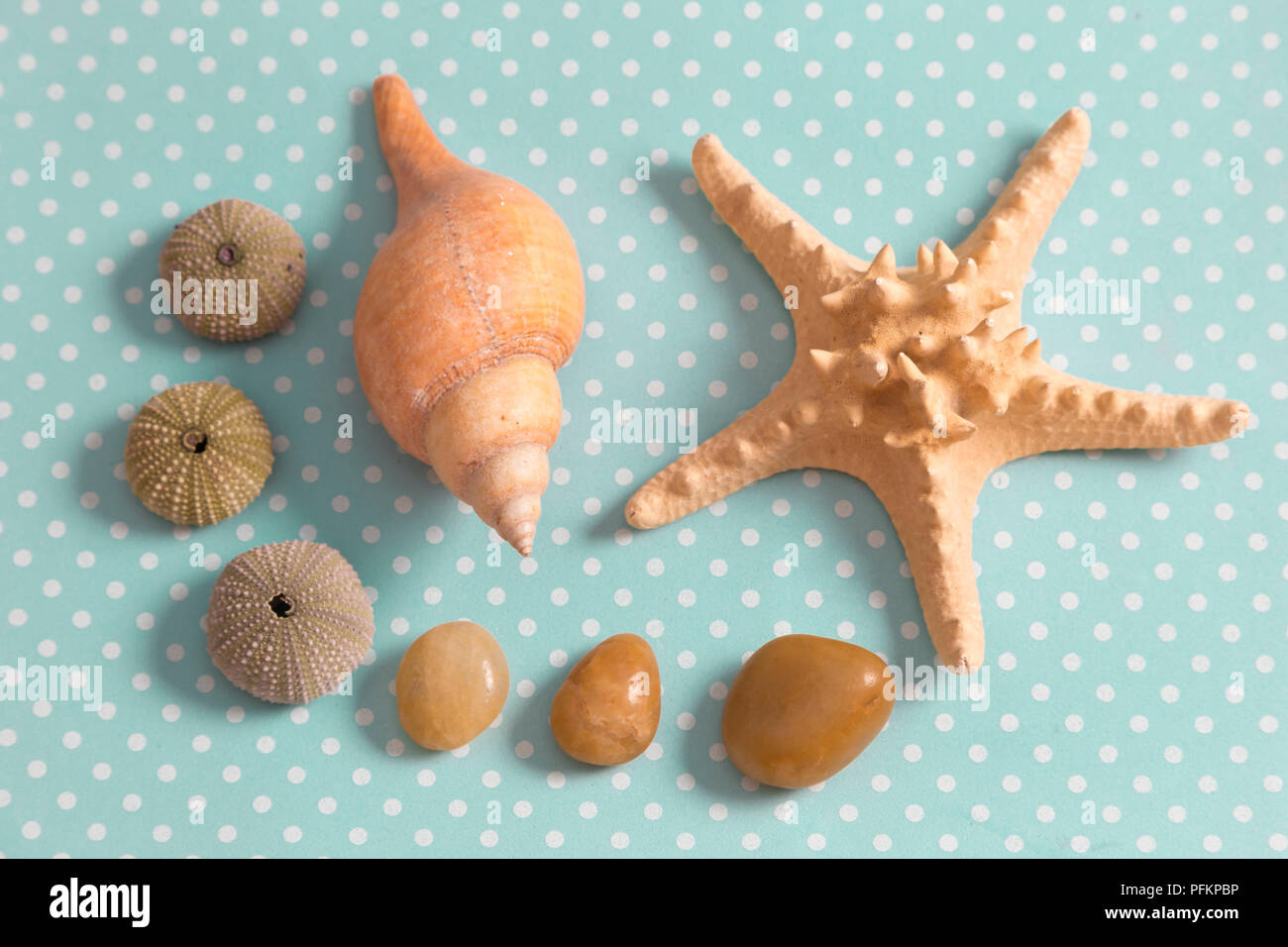 starfish and conch shell with some sea urchin shells and some stones ...