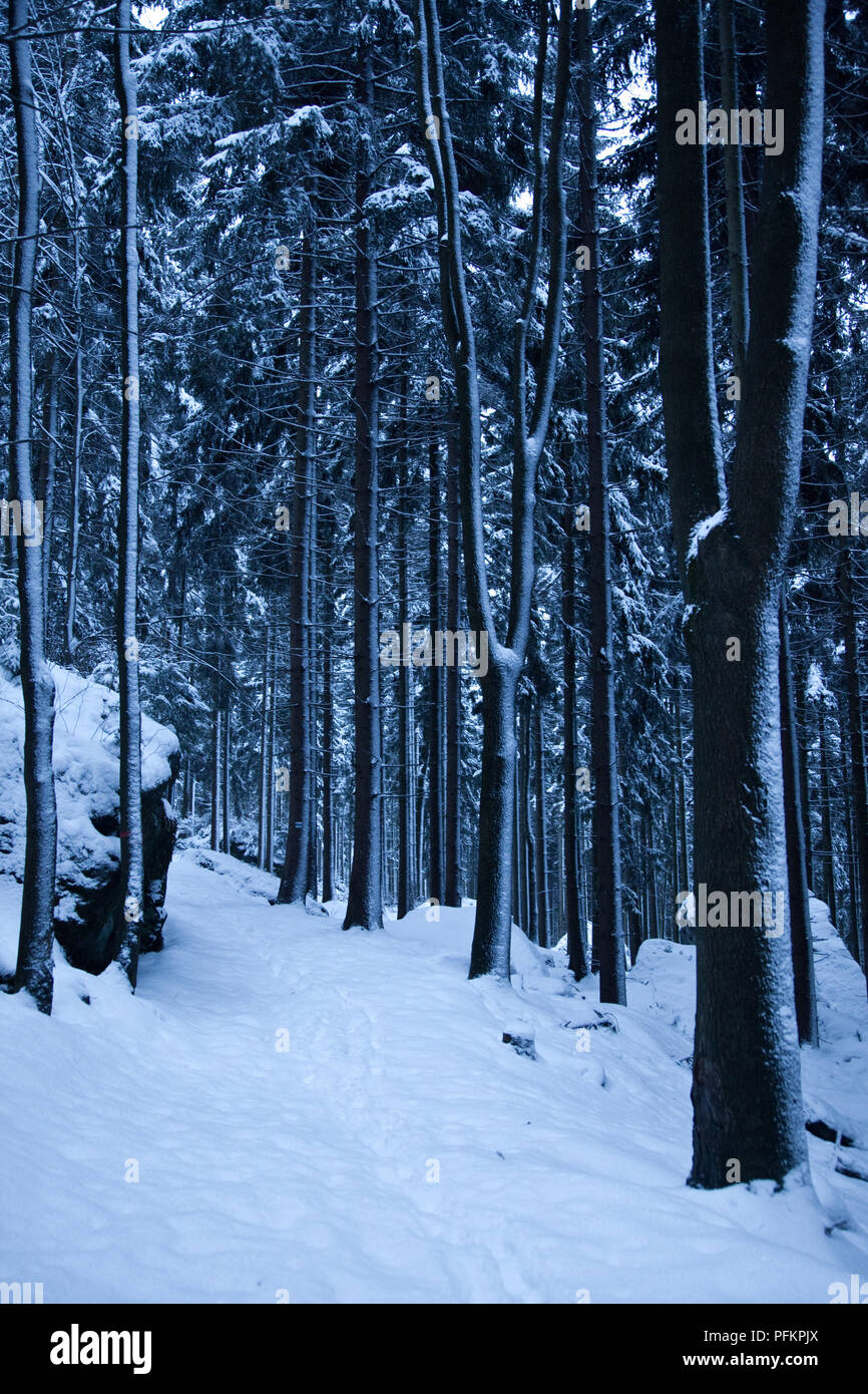 Dark Snowy Forest Path