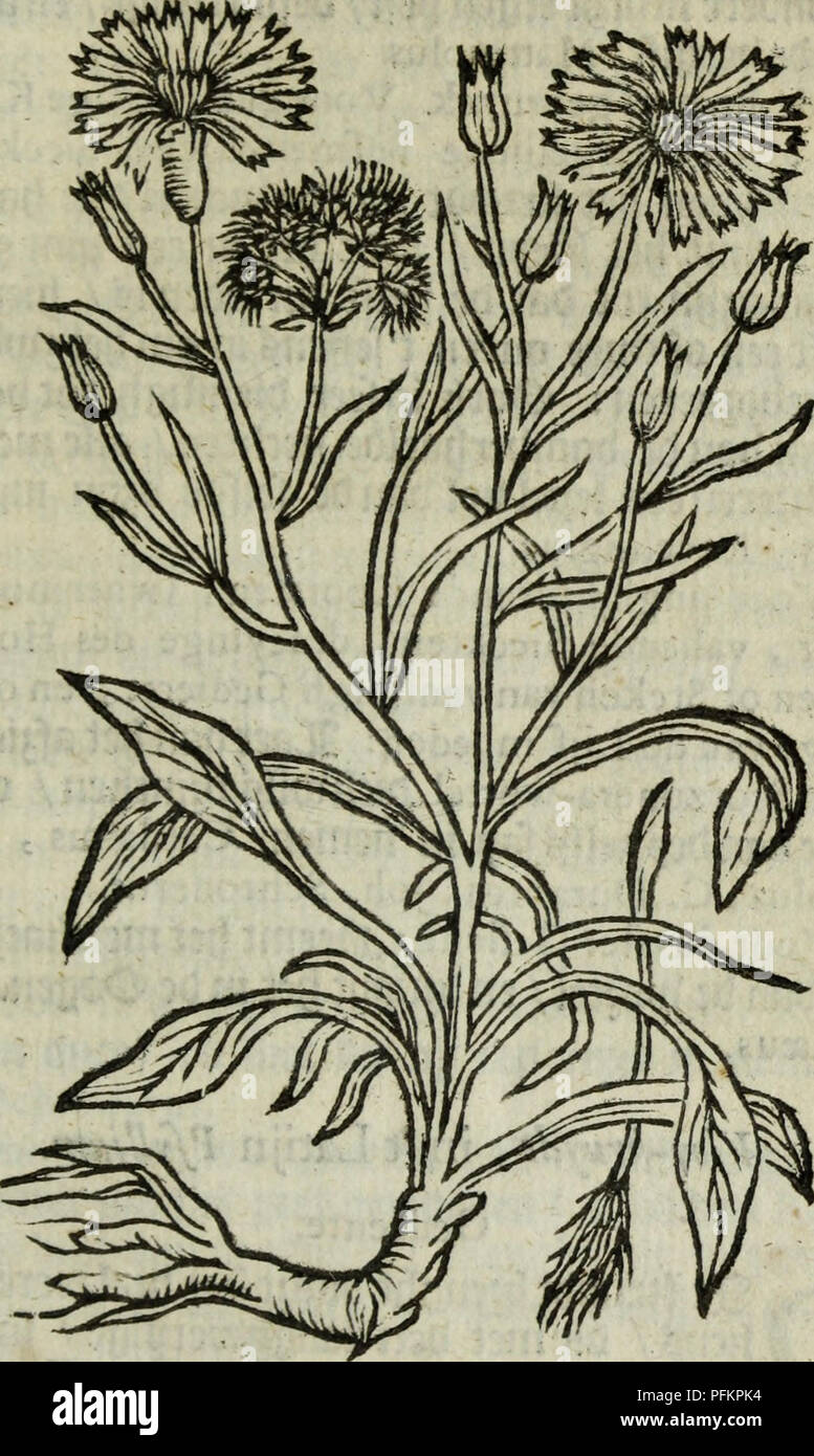 This Dutch herbal text describes the medicinal properties and uses of ...