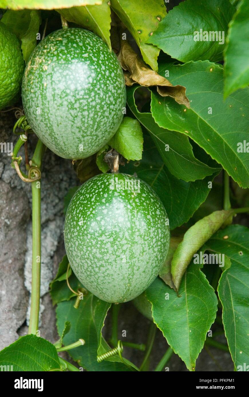 Lesser passion hi-res stock photography and images - Alamy