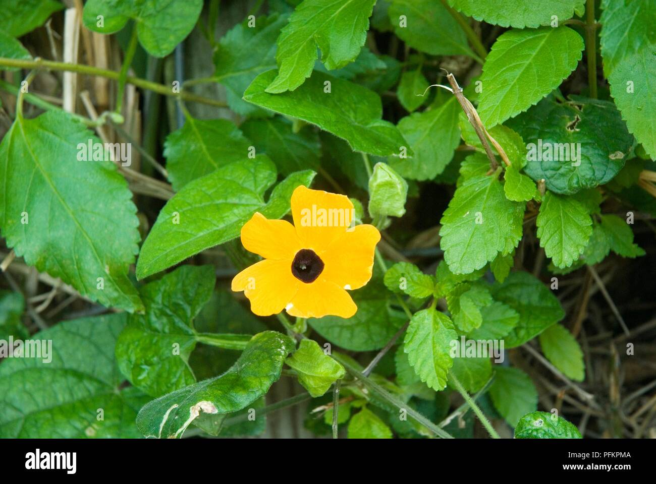 Saba, flower from Thunbergia alata (Black-eyed susan vine), Saba's ...