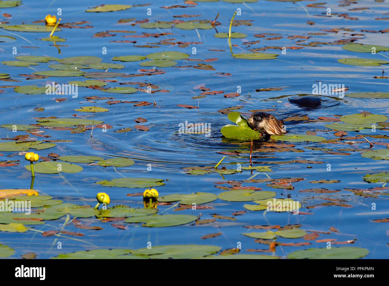 Lilly maxwell or lily maxwell hi-res stock photography and images - Alamy