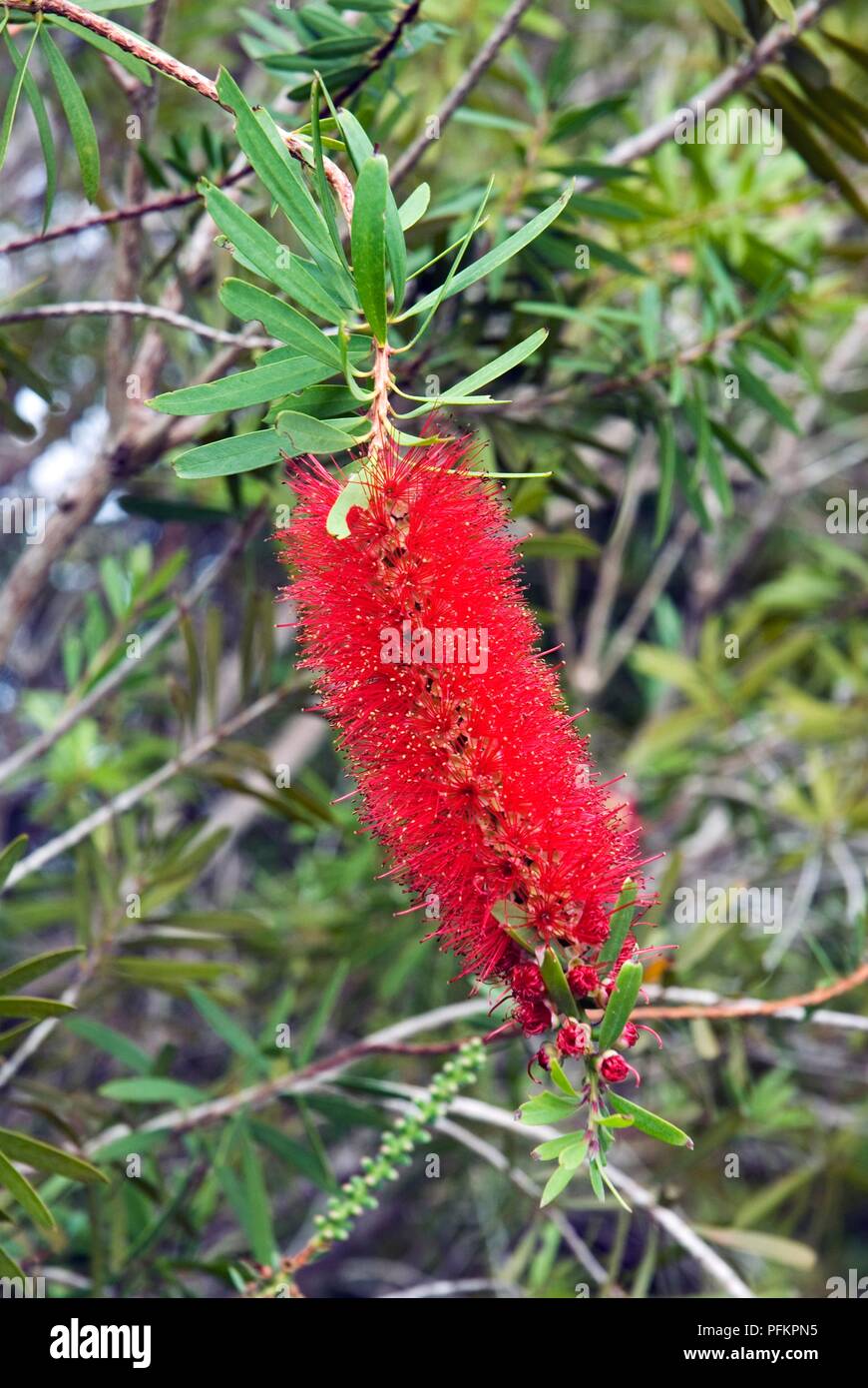 Nevis, Botanical Gardens, Callistemon rigidus (Stiff bottlebrush), red ...