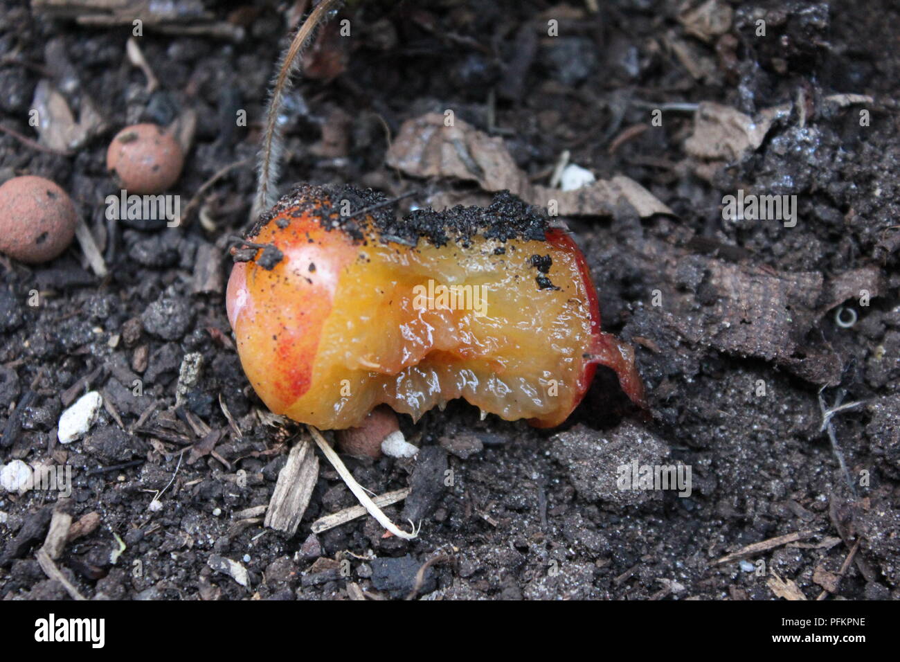 Fruit damage hi-res stock photography and images - Alamy