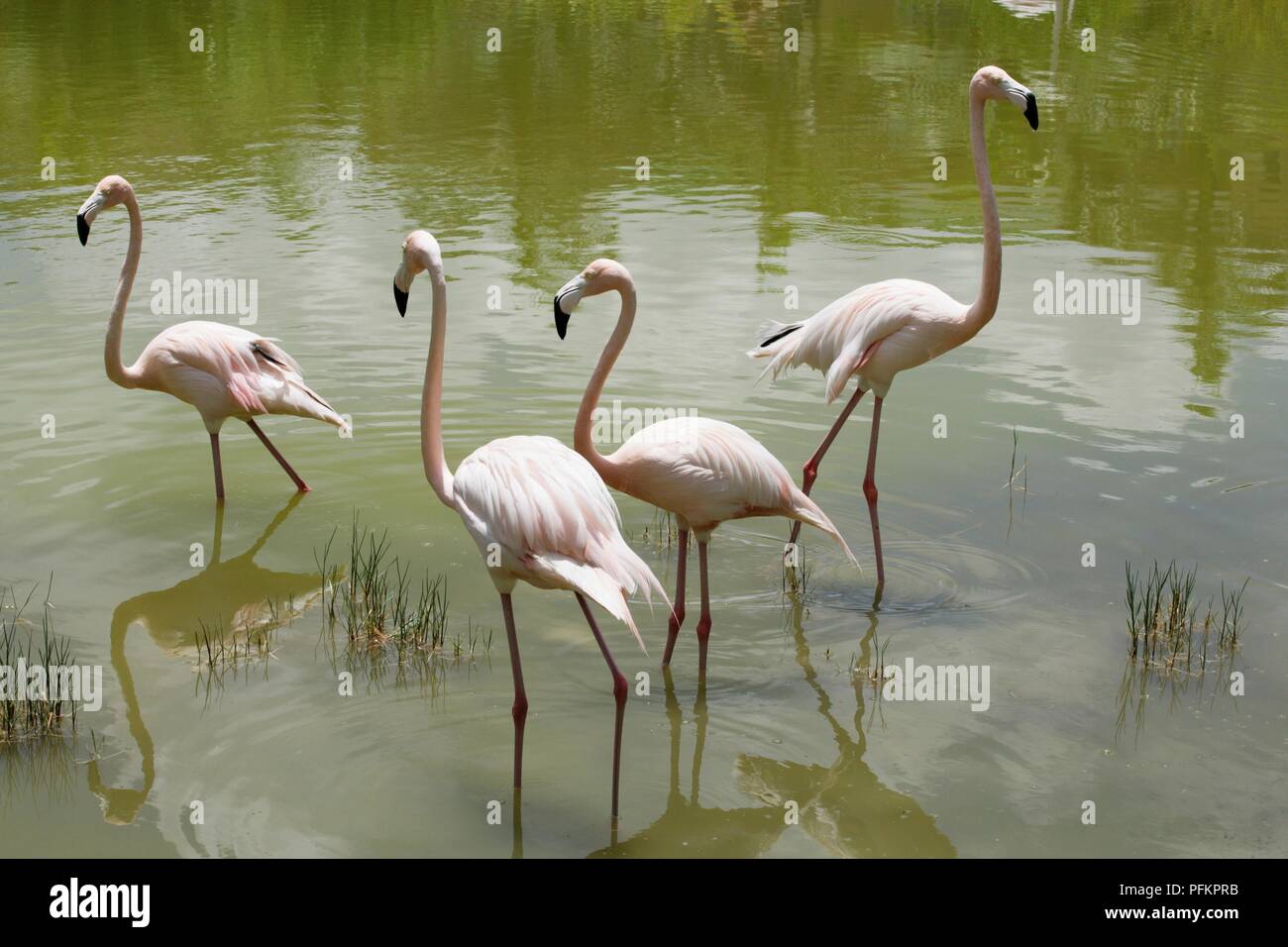 Cuba, Caribbean flamingo (Phoenicopterus ruber ruber) wading in ...