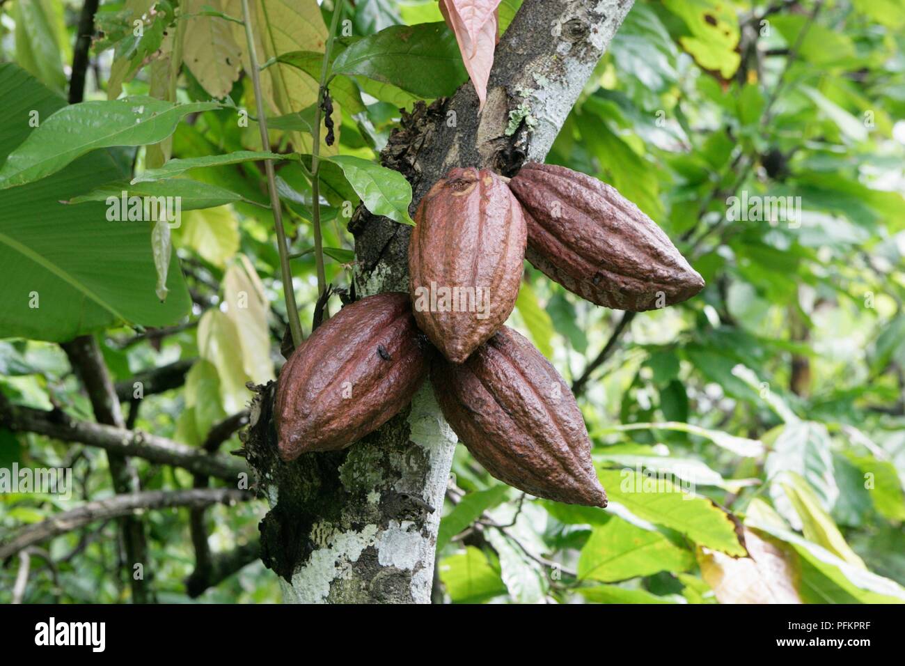 Full cocoa tree hi-res stock photography and images - Alamy