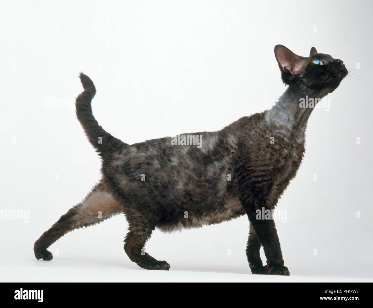 Blue Devon Rex cat looking up Stock Photo - Alamy