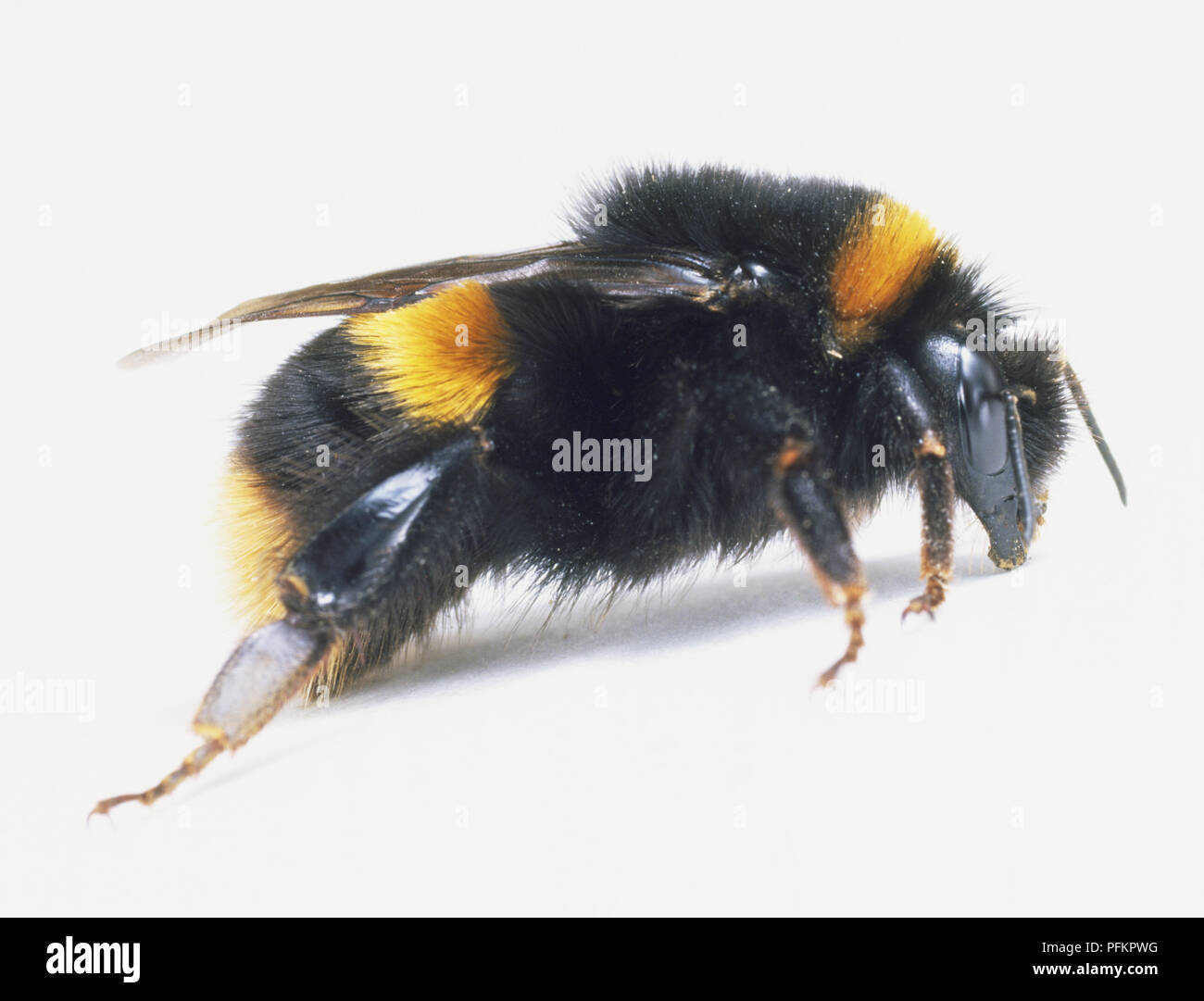 Bumble Bee (Bombus), close up, side view Stock Photo - Alamy