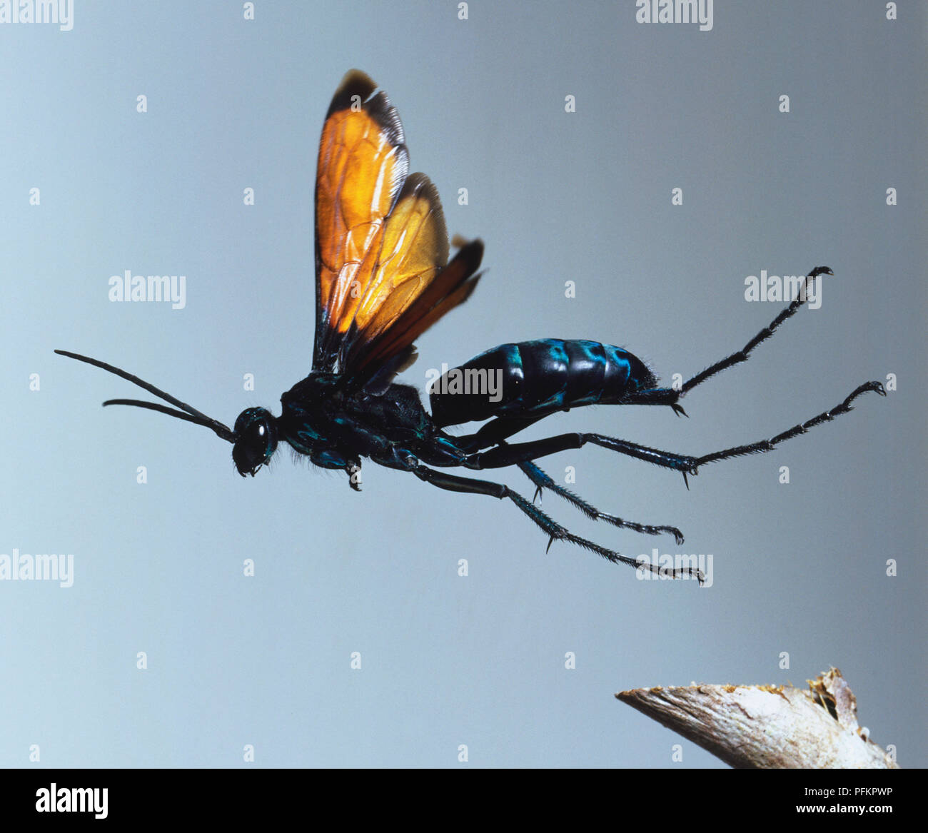 Side view of Wasp flying Stock Photo - Alamy