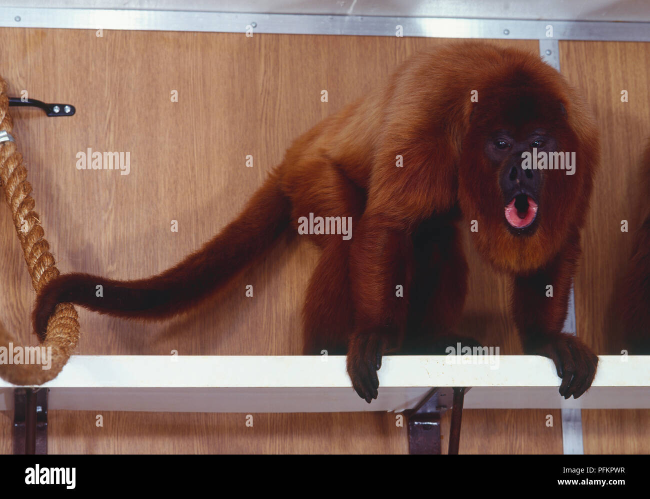 Red Howler Monkey, Alouatta seniculus, rich red fur, standing, open ...