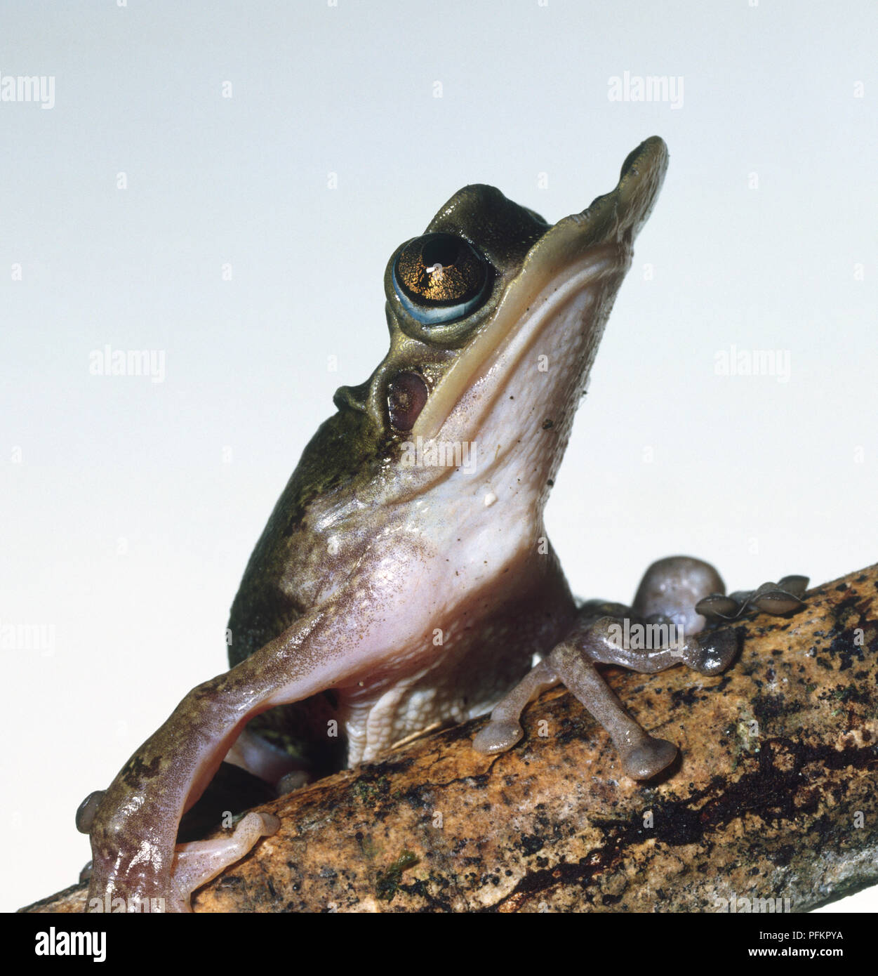 Triprion petasatus hi-res stock photography and images - Alamy