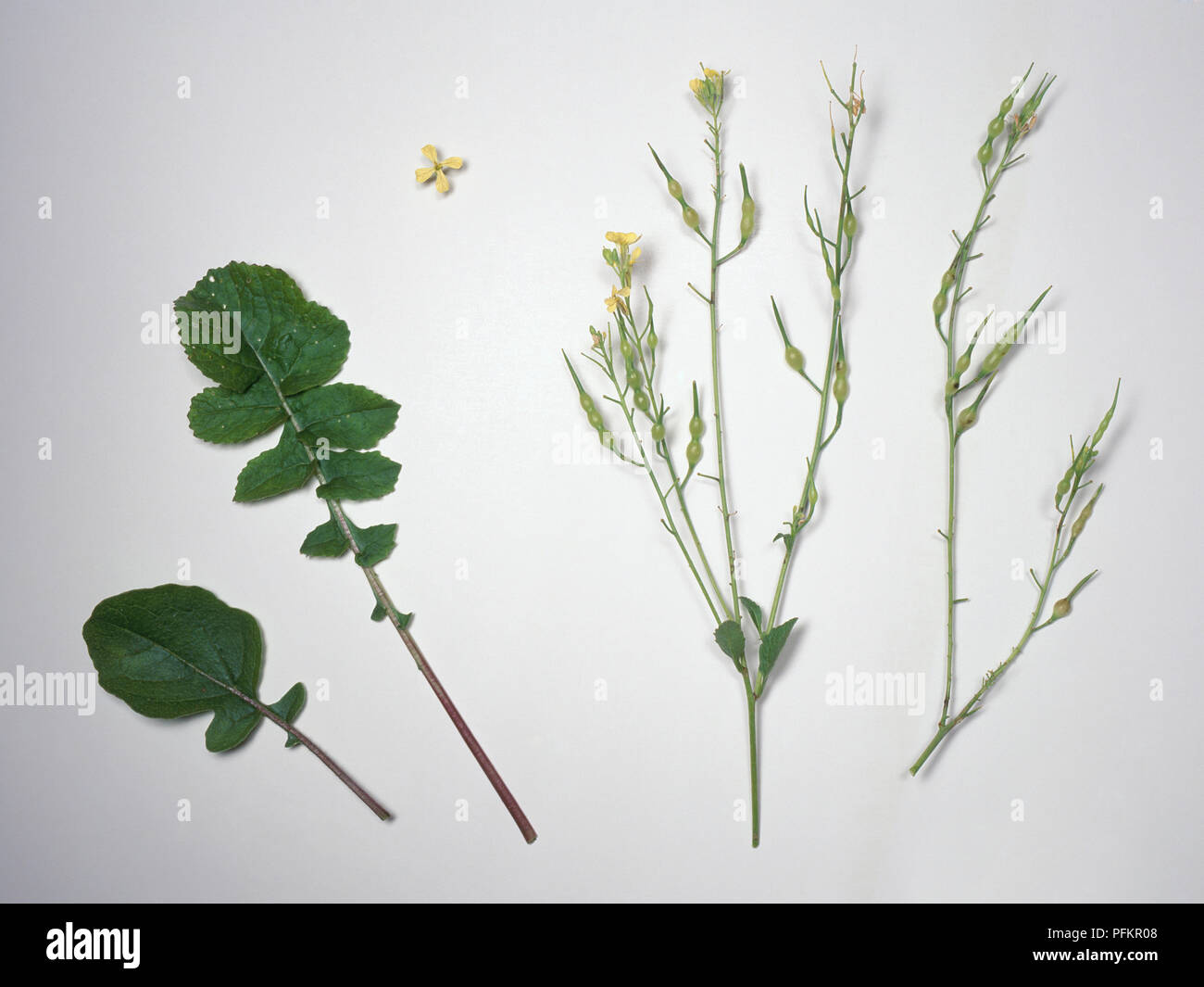 Leaves and flowering stems from Wild radish (Raphanus raphanistrum ...