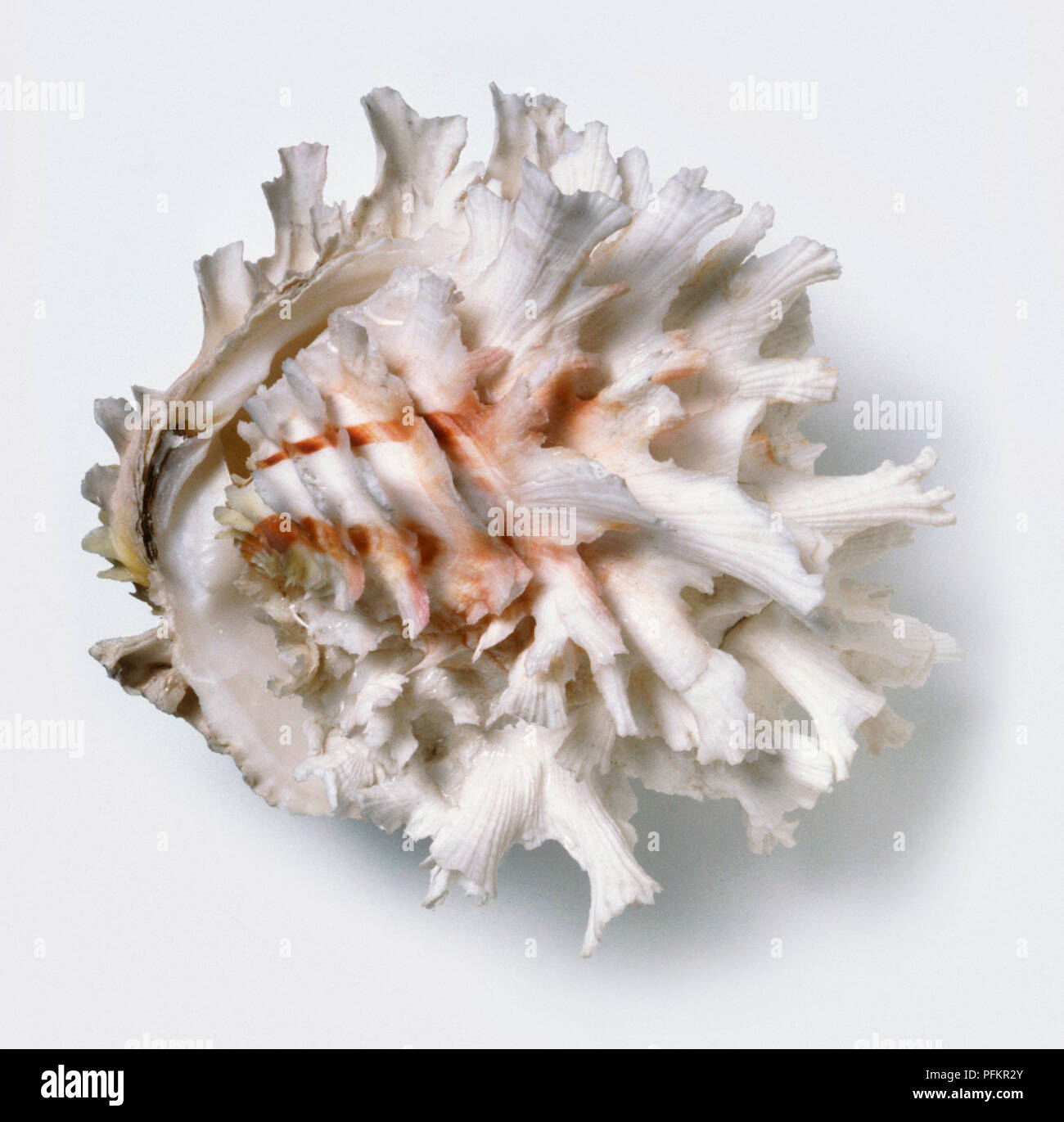 Lazarus jewel box shell (Chama lazarus Stock Photo - Alamy