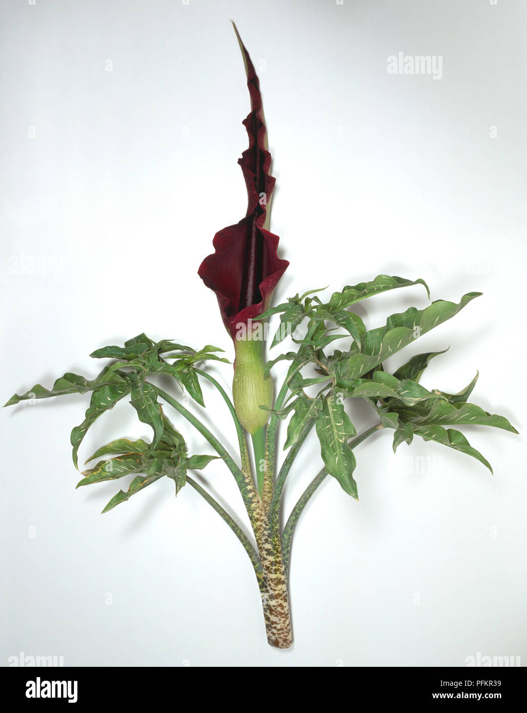 Dracuunculus vulgaris, dragon arum, centre stem with dark purple flower ...
