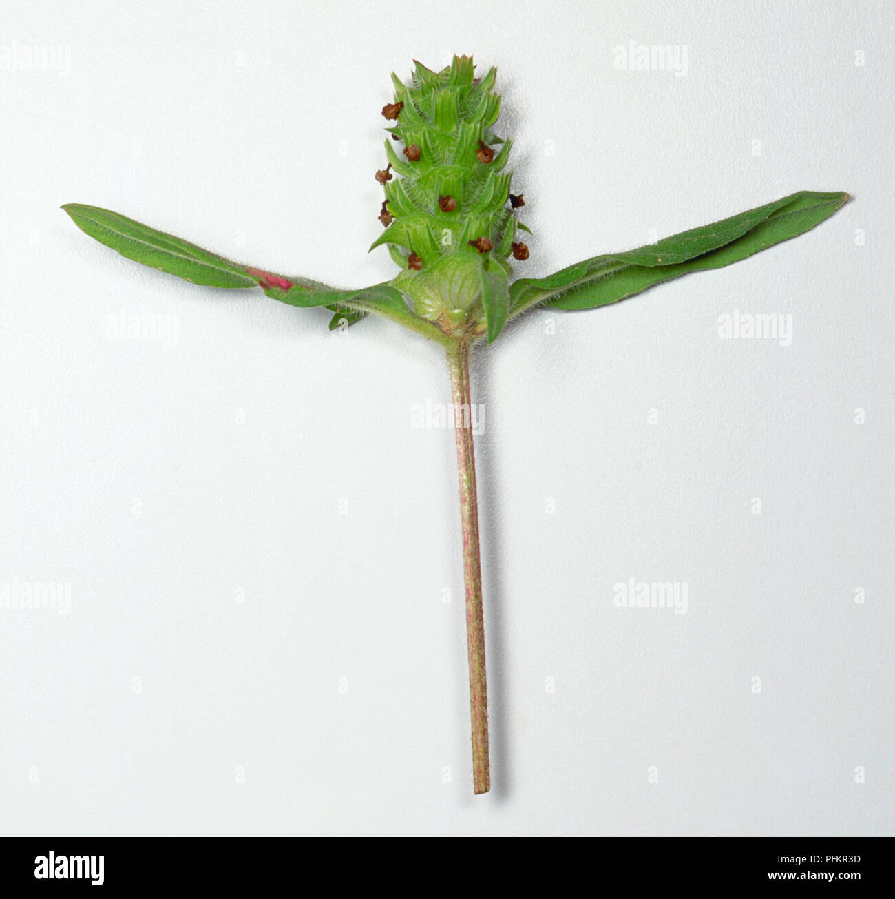 Prunella vulgaris, self-heal, stem with two green leaves and small ...