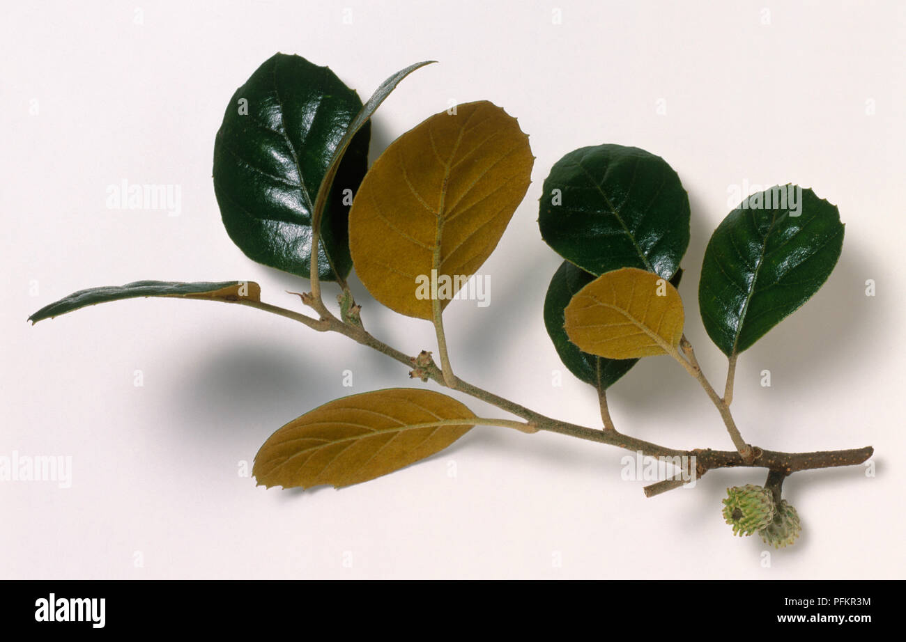 Branch from Quercus alnifolia (Golden oak of Cyprus), showing green top ...
