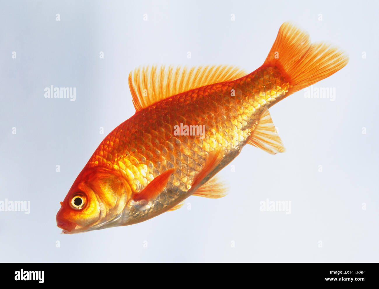 Goldfish (Carassius auratus), side view Stock Photo - Alamy