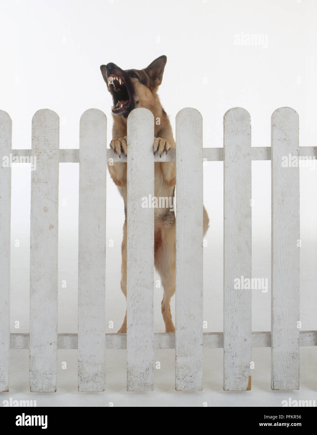 Aggressive German Shepherd dog rearing up and barking behind white ...