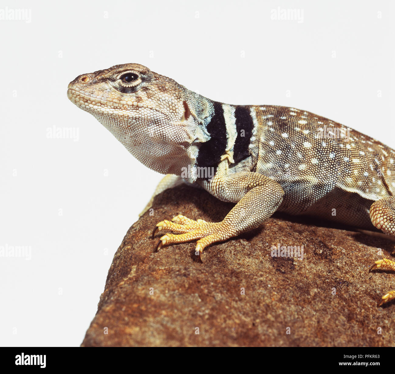 Western collared lizard hi-res stock photography and images - Alamy