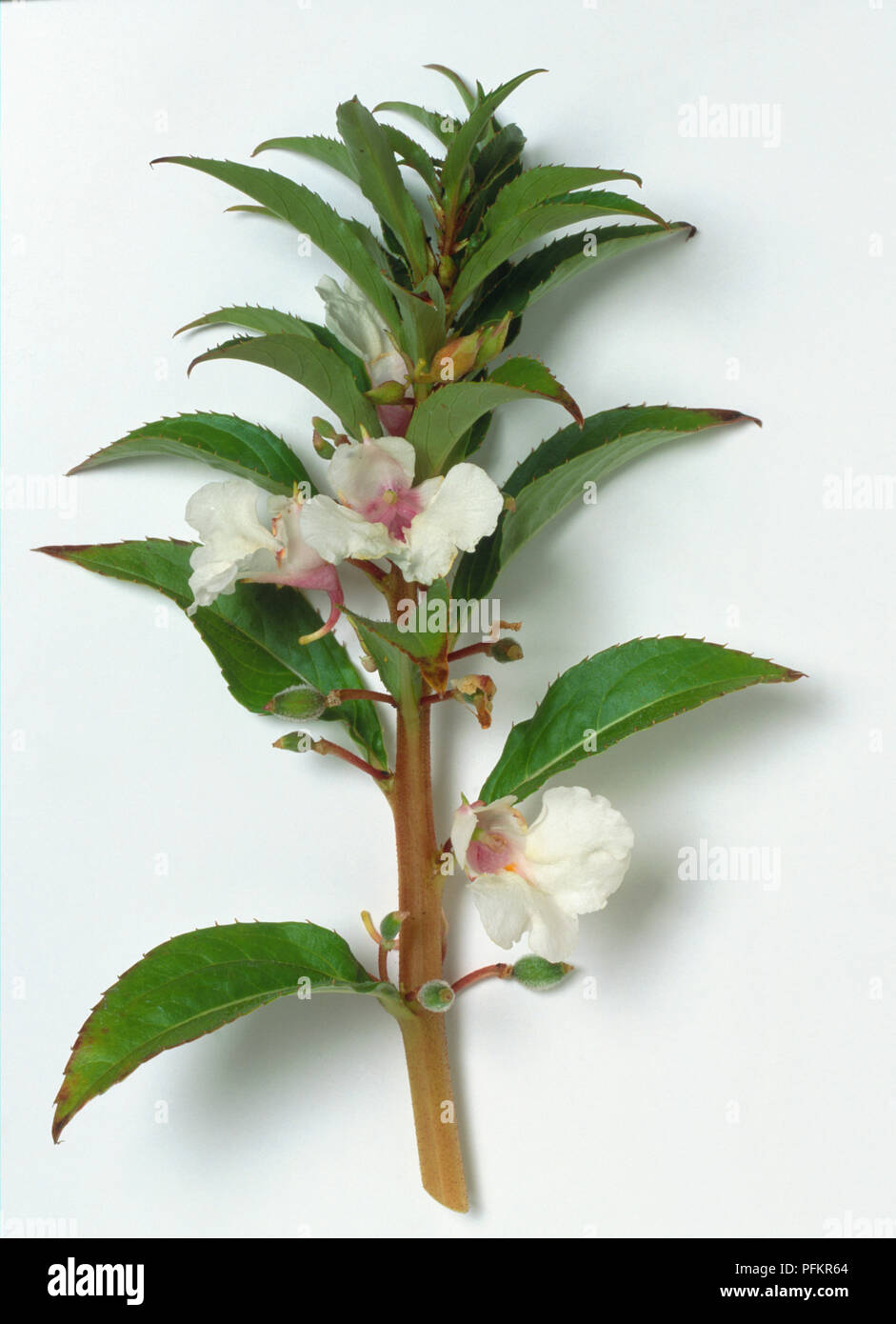 Impatiens Balsamina Balsam Garden Balsam Stock Photos & Impatiens ...