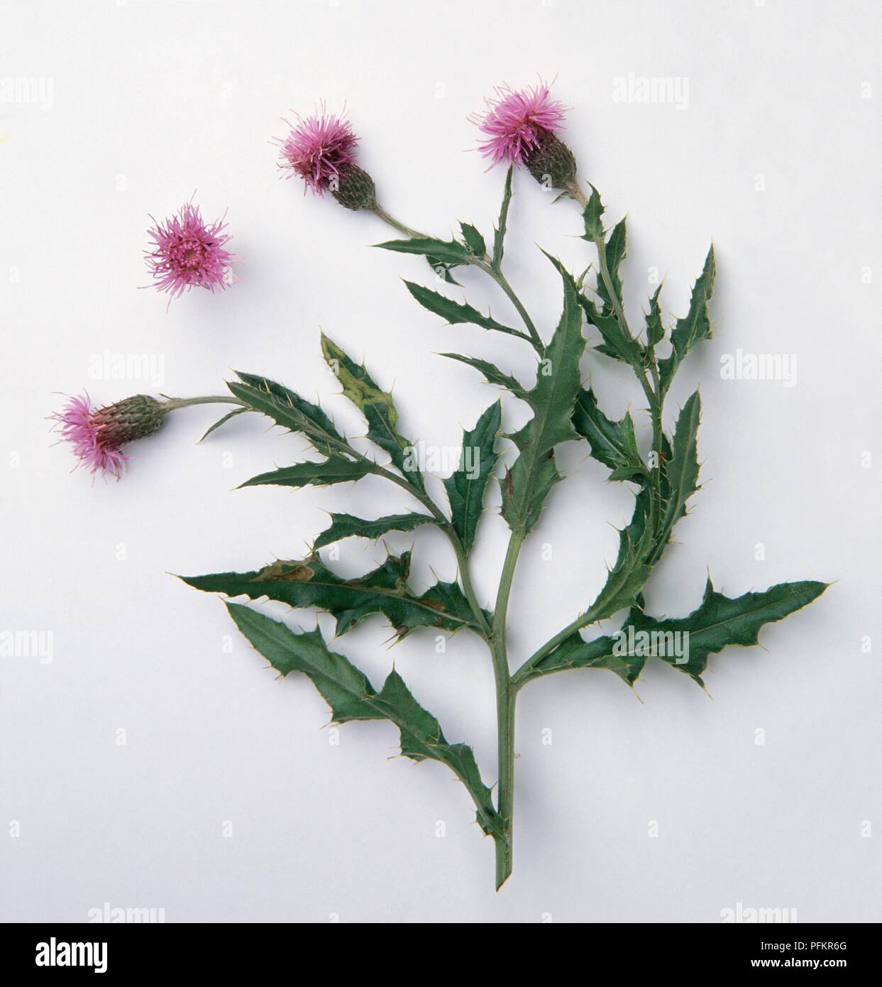 Cirsium arvense (Creeping thistle), branched stem with green leaves and ...